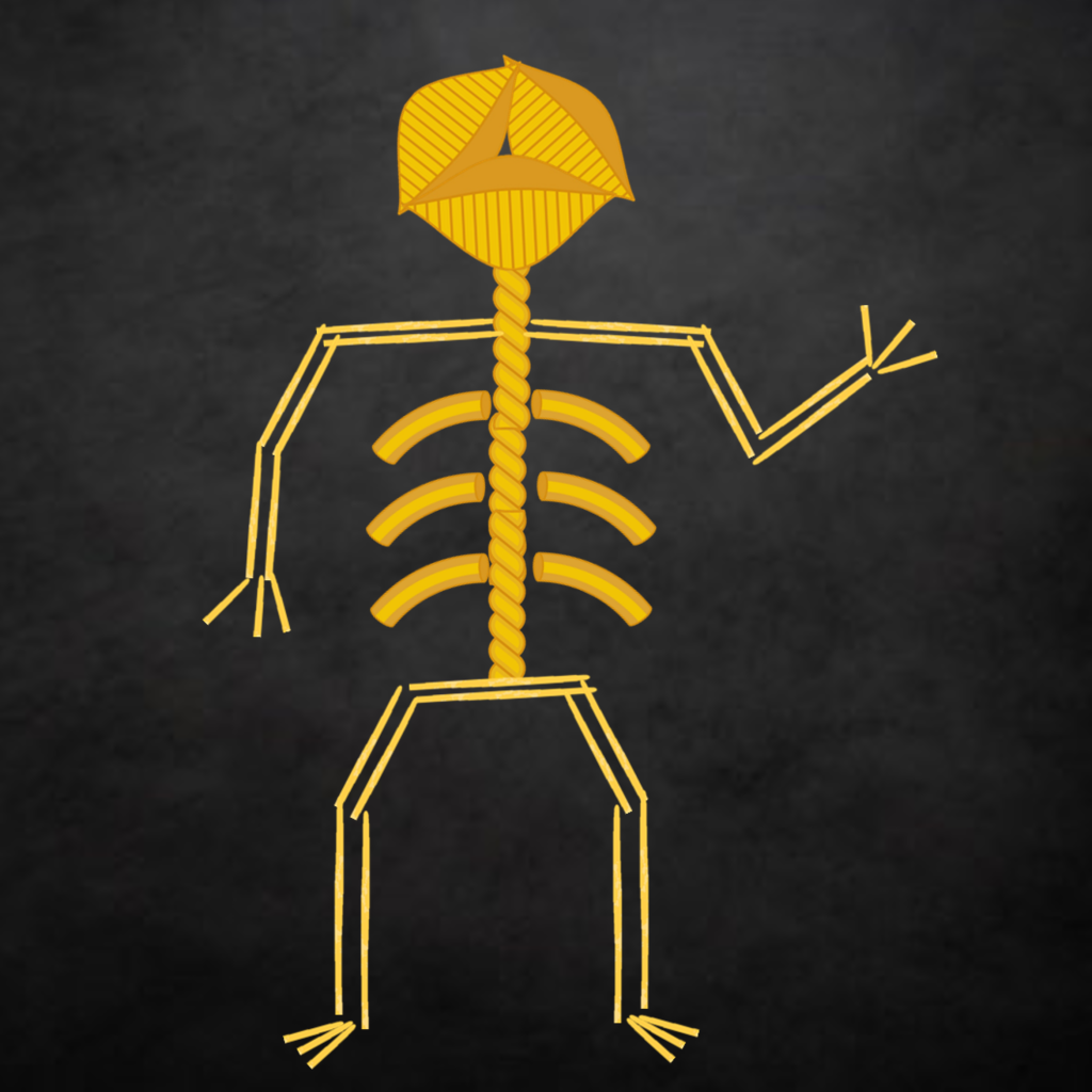 Pasta Skeleton (Human Body Theme) - The Boys' Brigade